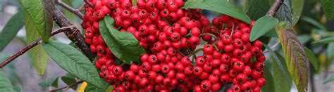 Cotoneaster Trees Mail Order Trees