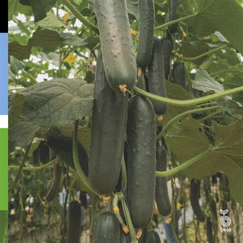 Bejo On Linkedin Cucumber Marvila Bejo
