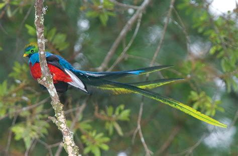 Avistamiento De Un Quetzal En Zona Urbana De Bogot Colombia