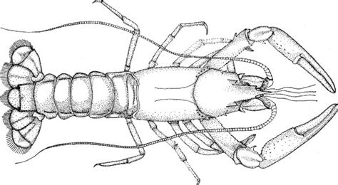 Crayfish Diagram Diagram Quizlet