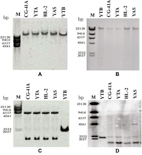 Southern Analysis M Lambda Dnahind Iii Marker A B Mitochondrial