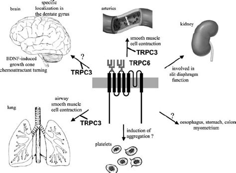 functional roles of trpc6 in different tissues for some functions