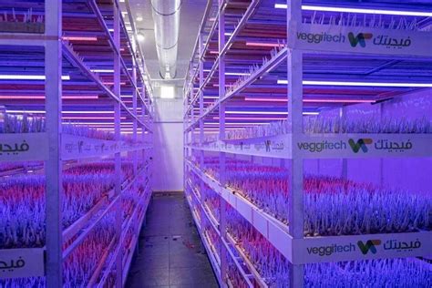 Vertical Saffron Farm Spices Up Uaes Agtech Sector Agbi