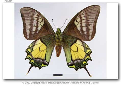 Teinopalpus A Aureus Type Specimens