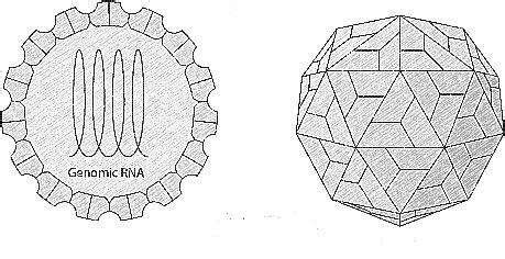 Sobemovirus Encyclopedia MDPI