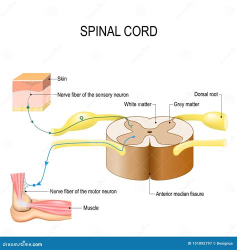 Moelle pini re Voie Neurale D arc Réflexe Illustration Stock Illustration du cordon dorsal