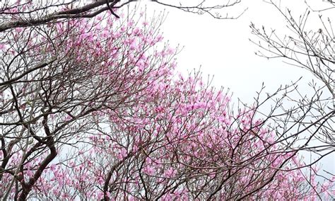 2021年アケボノツツジ開花状況報告⑤ もろつかナビ 宮崎県諸塚村観光協会公式サイト