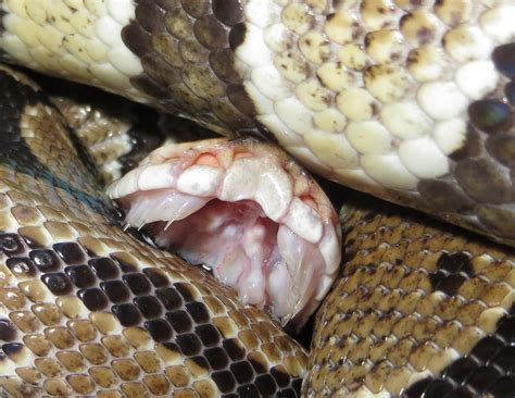 Ball Python Teeth Ball Gallery