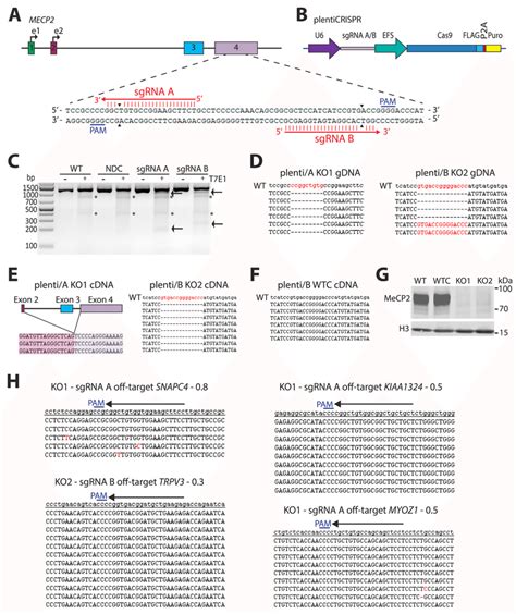 Generation Of Mecp2 Knock Out Luhmes Cell Lines A Schematic