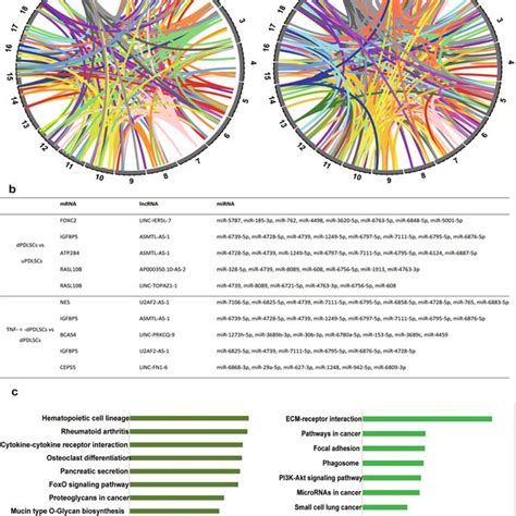 Lncrna Mrna Related Cerna Network During Osteogenic Differentiation