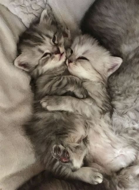 Create Meme Cute Kittens Cute Sleeping Kittens Kittens Are Cute