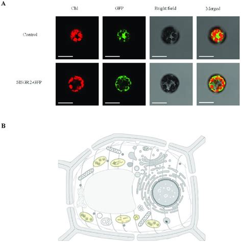 Subcellular Localization Of Analysis Of Slsgr2 A Transient