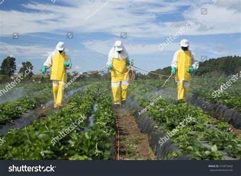 Farmers Spraying Pesticides Strawberry Garden Stock Photo 416875402