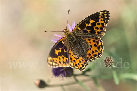 Kleiner Perlmutterfalter Issoria Lathonia Aus Schmetterlinge 30313