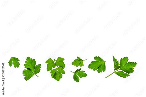 Chopped Parsley Leaves Isolated On White Background With Copy Space