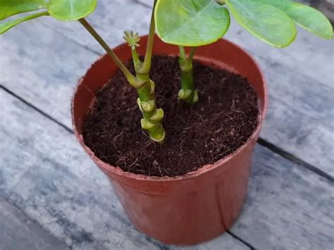 How To Propagate A Dwarf Umbrella Tree A Step By Step Guide The Mama