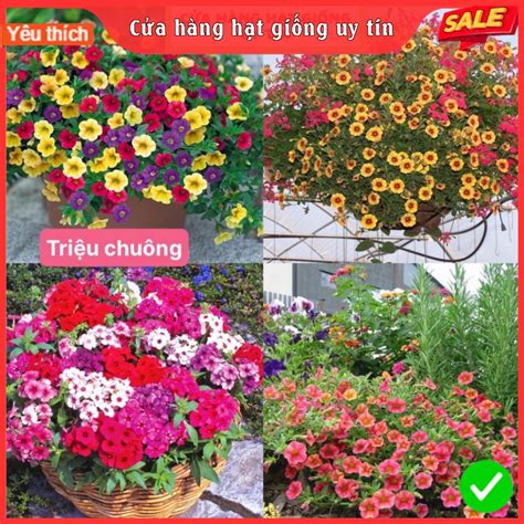 Hạt Giống Hoa Triệu Chuông F1 Siêu Dễ Trồng Hoa Nở Đẹp Gói 100 Hạt Mix
