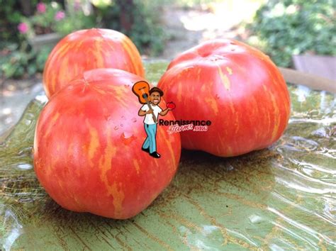 Pixie Striped Dwarf Tomato Seeds For Sale At Renaissance Farms