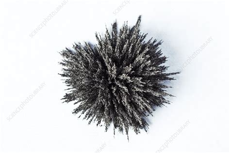Magnetised Iron Filings Stock Image C0119605 Science Photo Library