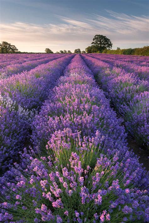 How To Photograph Flowers In A Landscape Scene Nature Ttl