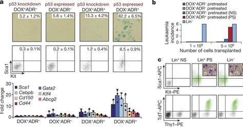 Cellular Senescence Catalyses De Novo Reprogramming Of Non Stem Bulk