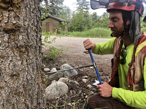 Got Trees Why You NEED A Regular Tree Inspection Green Leaf Tree Services Ltd