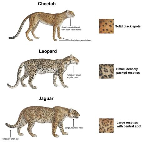 Cheetah Vs Leopard Vs Jaguar Know The Differences