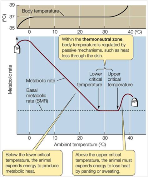 Thermoneutral Zone Graph At Trent Joyner Blog