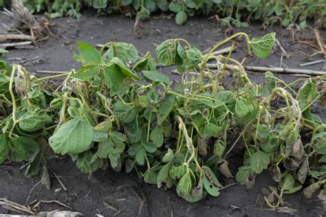 Managing Soybeans With Multiple Herbicide Resistant Traits