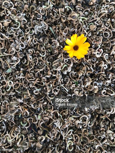 꽃과 종자 형성 클로즈업의 순간에 금송화 식물의 이미지 0명에 대한 스톡 사진 및 기타 이미지 0명 갈색 계절 Istock