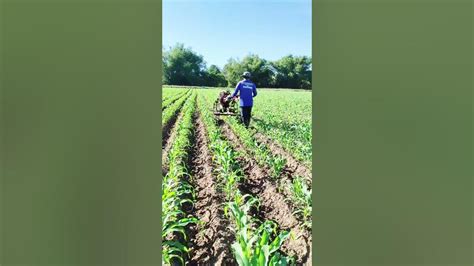 ভুট্টা গাছের গোড়ায় মাটি তুলে দেওয়া ভুট্টা Farming মাটি ভুট্টার Youtube