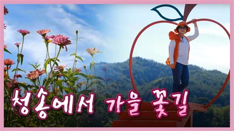 청송에서 가을 꽃길 안동MBC 전국시대 YouTube
