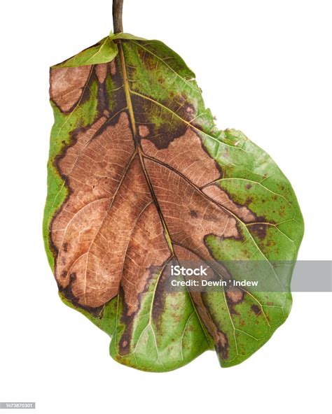 바이올린 잎 무화과의 잎 무화과 나무 클리핑 경로가 있는 흰색 배경에 격리된 바이올린 잎 무화과 식물에 햇볕에 탐 Fiddle Leaf Fig에 대한 스톡 사진 및 기타