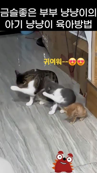 아기 냥냥이는 귀엽죠 🥰😘 Youtube