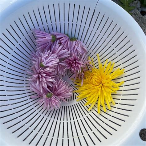 【家庭菜園】食用菊の収穫 かりすままjournal