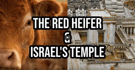 Red Heifers And Preparation For Third Temple But Thats Just Me