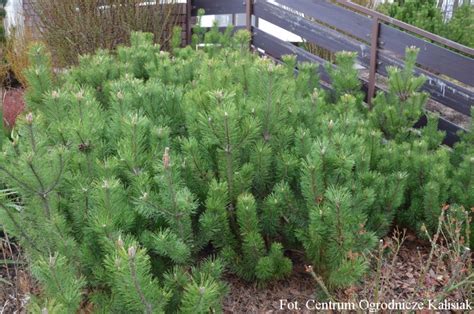 Pinus sylvestris 'Frensham' Sosna pospolita