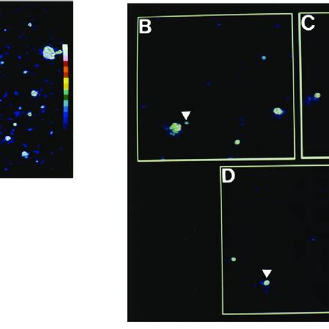 Structure Of The Viral Promoter Luciferase Expression Vectors Download Scientific Diagram