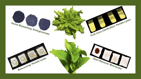 Everyday enzymes, now grown in plants | Penn Today