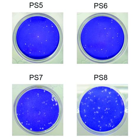 Tmuv Plaques In Bhk 21 Cells At 72 H Post Inoculation Download