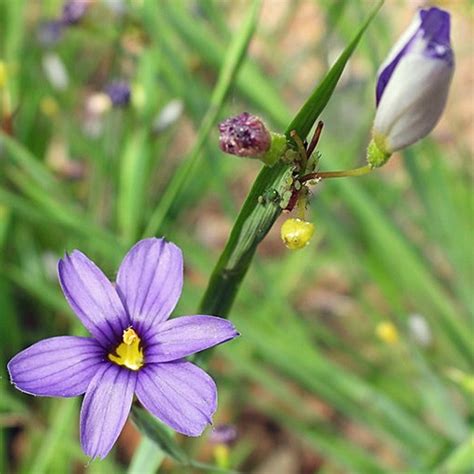 Sisyrinchium Angustifolium Lucerne Blue Eyed Grass Sugar Creek Gardens