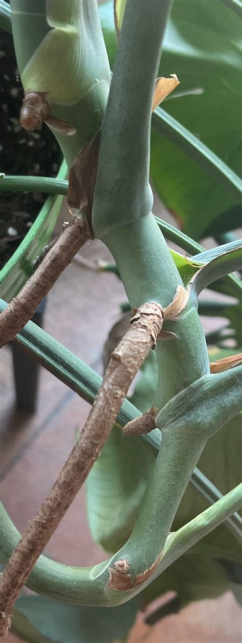 Propagation Question R Plants