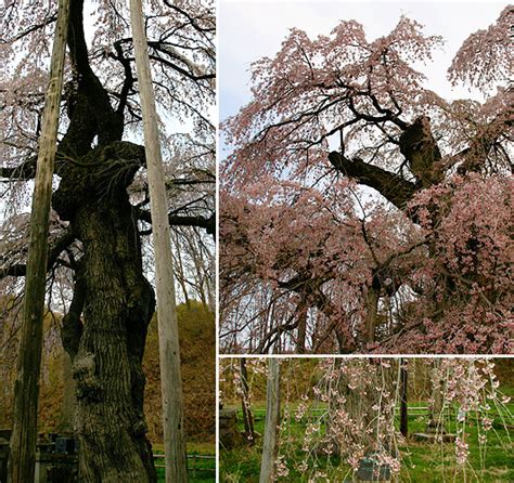 永泉寺の桜