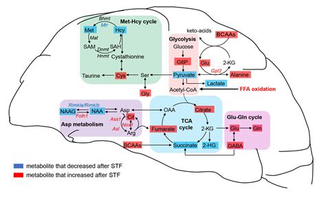 Deciphering The Effect Of Short Term Fasting On The Brain Metabolism