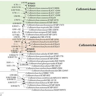 A Majority Rule Consensus Tree Obtained By Bayesian Inference