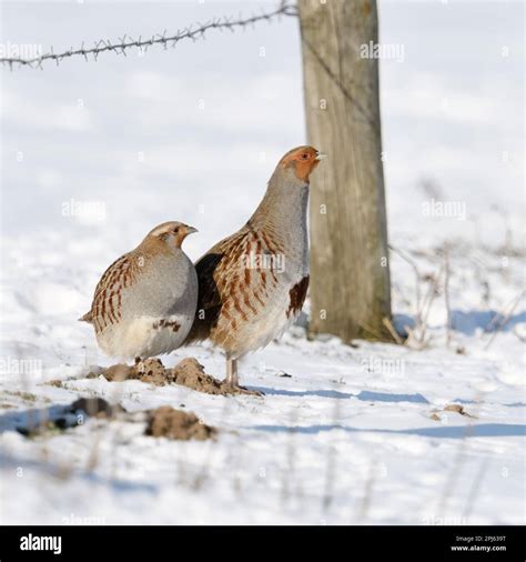 Unterscheidungsmerkmale Hi Res Stock Photography And Images Alamy