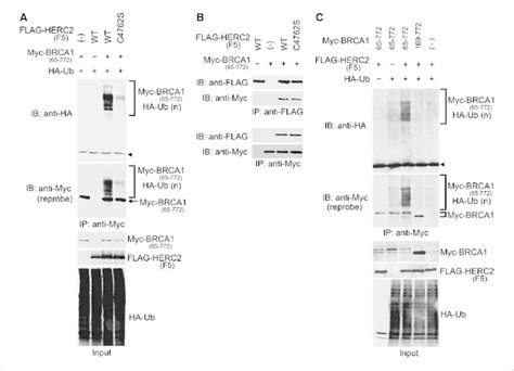 Herc2 Ubiquitinates Brca1 In A Manner Dependent On A Degron Of Brca1