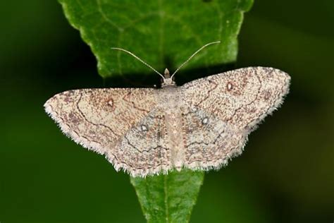 Dwarf Tawny Wave Moth Cyclophora Nanaria BugGuide Net