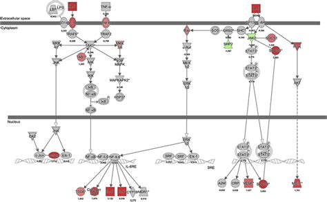 Il 6 Signaling Pathways In Aaa Disease Ingenuity Pathway Analysis