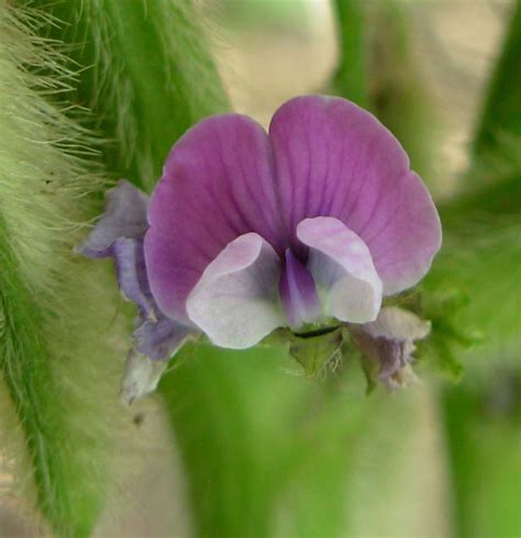 Soybean Facts And Health Benefits